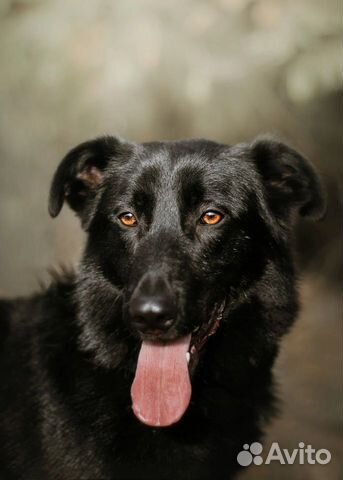 Красота ищет дом, пес Лорд из Ласкиных