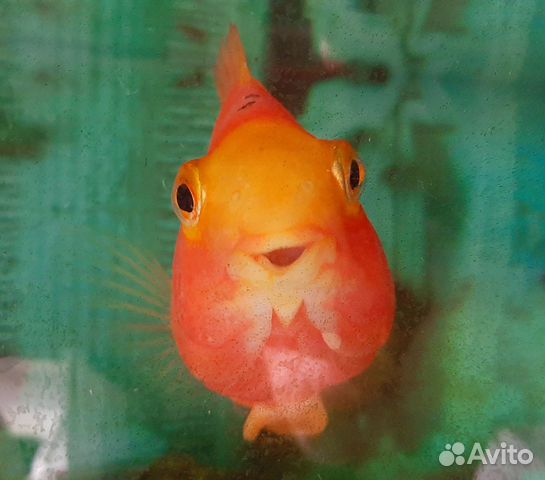 Рыбка попугай
