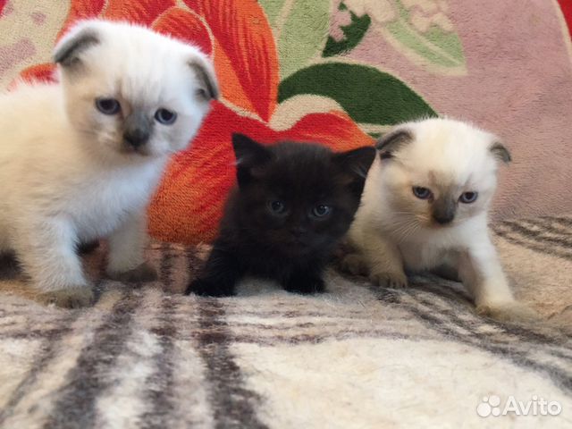 Шотландские котята