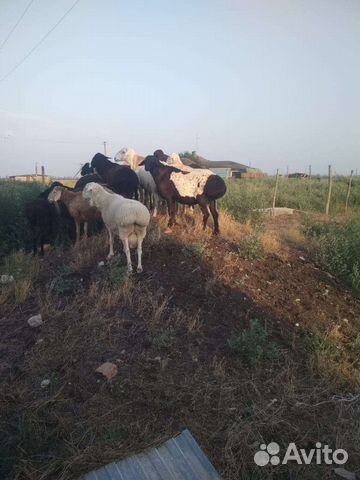 Бараны чистой Гисарской породы
