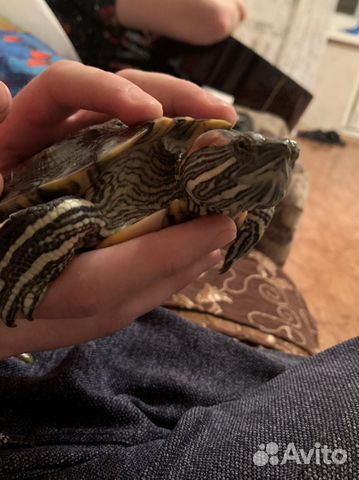 Красноухая черепаха с аквариумом в добрые руки