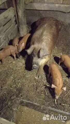Поросята дюрок
