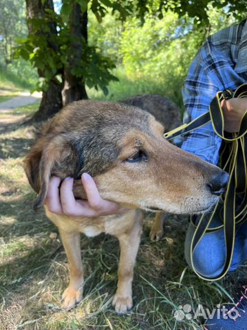 Пёс остался один