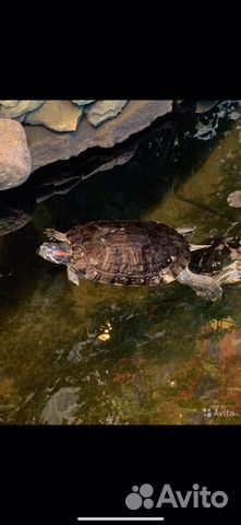 Красноголовая черепаха