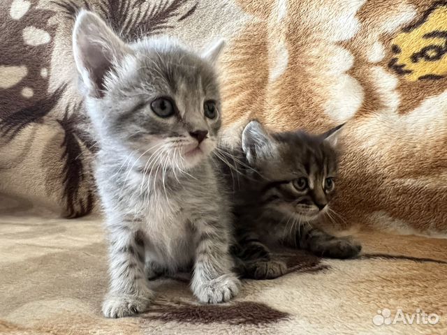 Котята ищут хозяев