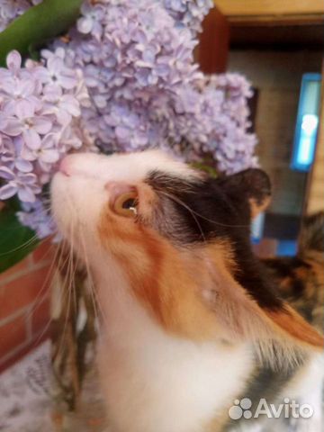 Котята "курильский бобтейл"