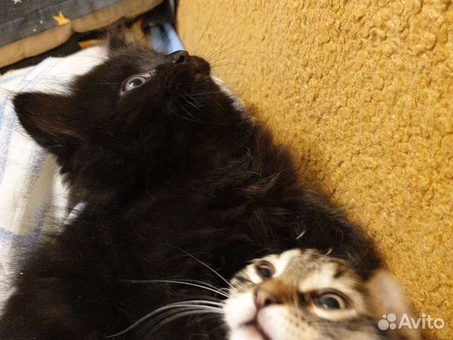 Котята в добрые руки москва