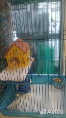 Крыса альбинос