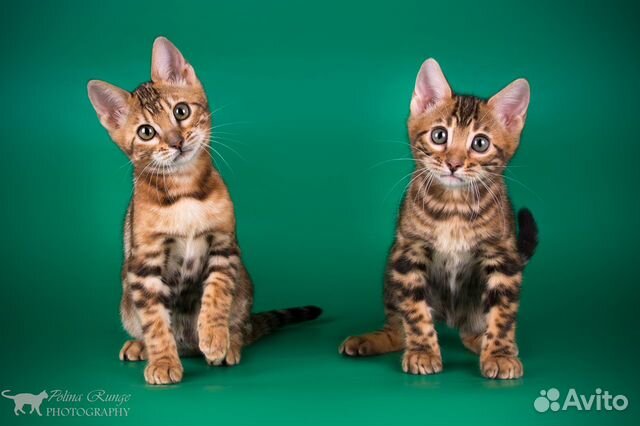 Бенгальские котята