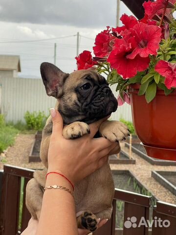 Красотка француженка