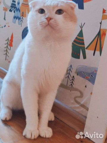 Британский котик Беляш