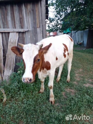 Телка стельная