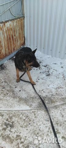 Щенки немецкой овчарки