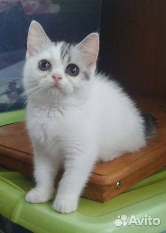 Котёнок скоттиш страйт