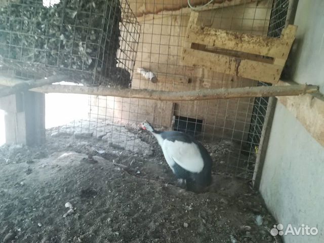 Цесарка Красивая - Цесарь (муж), Фазан (ж) шустрые