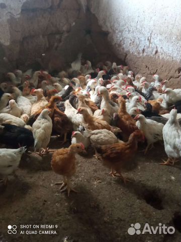 Куры молодки цветная помесь