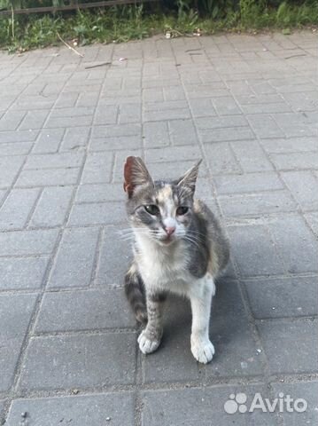 Кошечка в добрые руки