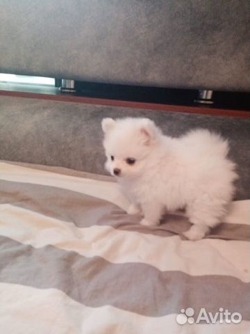 Продаются шпицули