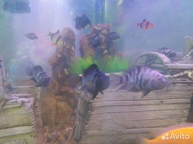 Рыба Цихлиды чернополосая