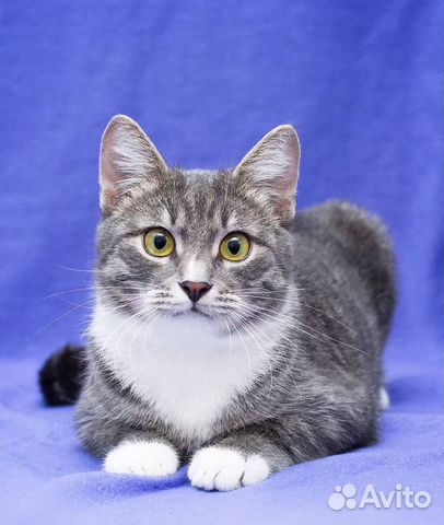 Улыбчивый Шерлок