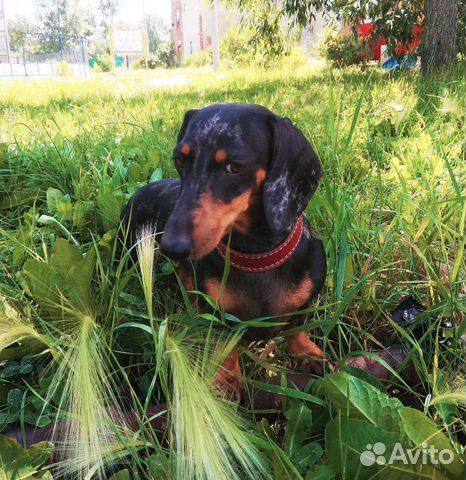 Кроликовой Таксе ищем друга для вязки