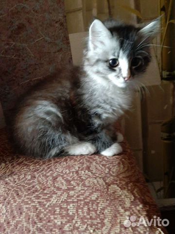 Котенок девочка в добрые руки