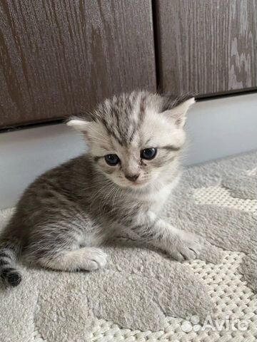 Шотландская