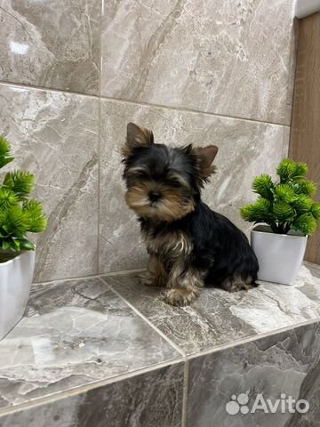 Щенок йоркширского терьера мальчик мини Марсель