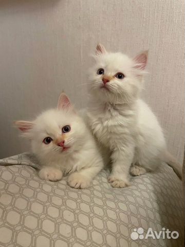 Котята невские маскарадные