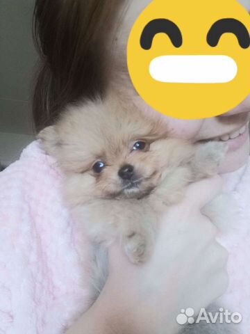 Померанский шпиц