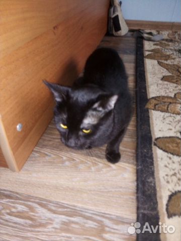 Отдам кота в добрые руки приученных