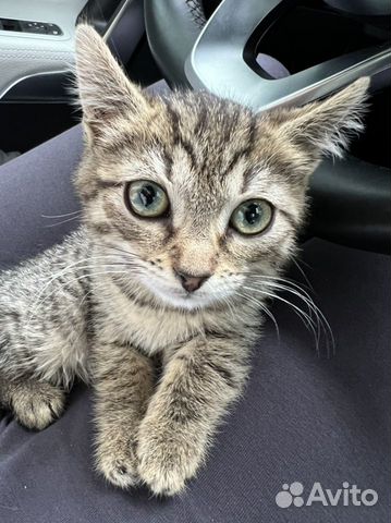 Кошечка/котенок Шпротик в добрые руки