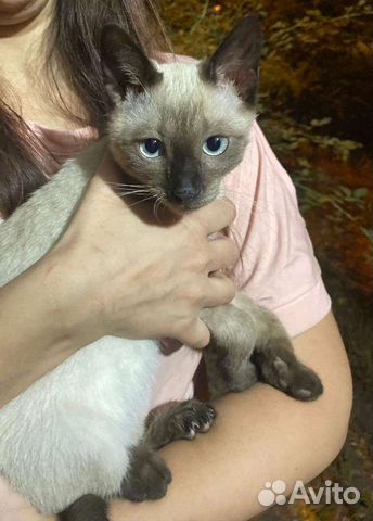 Чистокровного котенка нужно скорее забирать оттуда