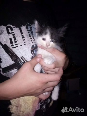 Кошки