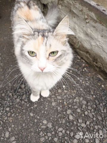 Кошка в дар бесплатно