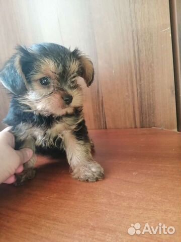 Йоркширский терьер мини щенки