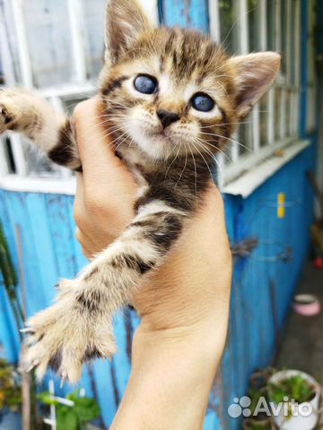 Котенок