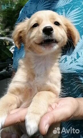 Малорослой собаки щенок в добрые руки