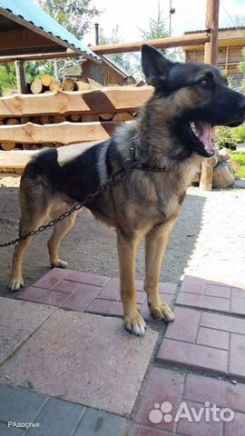 Черная немецкая овчарка черный