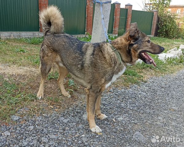 Компанейский парень Шарик