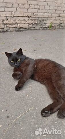 Котик черный в добрые руки