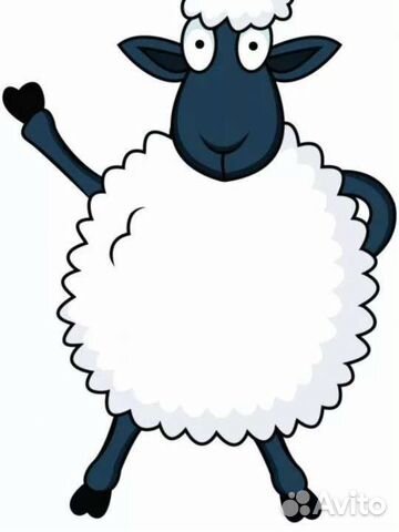 Барашки Карачаевской породы