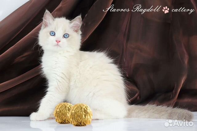 Котята рэгдолл мальчик