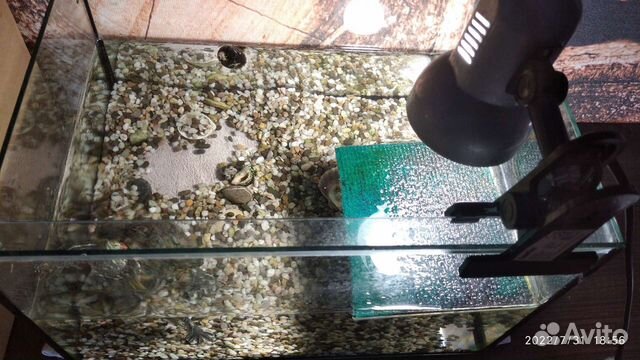 Красноухая черепаха с аквариумом