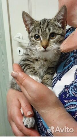 Котенок девочка 5 мес