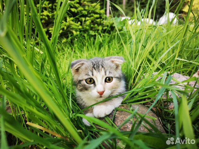 Шотландская вислоухая кошка