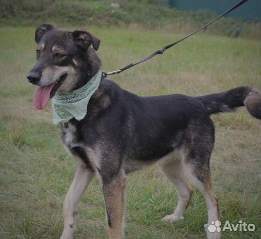 Собака из приюта мальчик