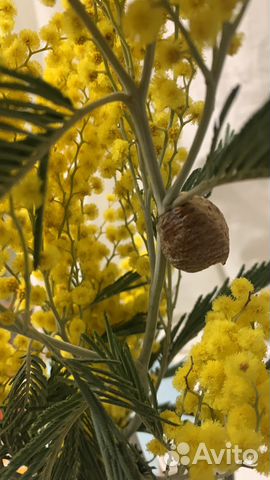 Отека богомола