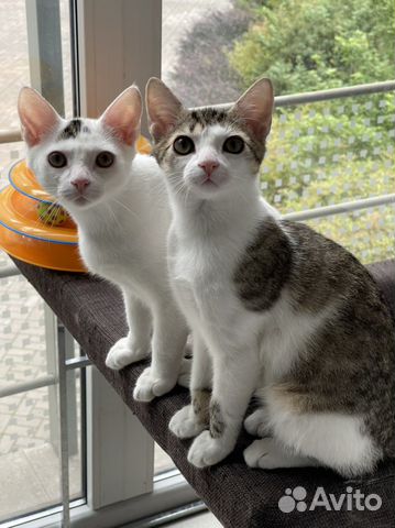 Котята в добрые руки мальчики