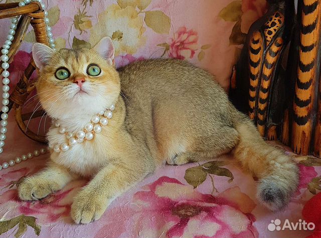 Великолепная золотая плюшевая красотка)